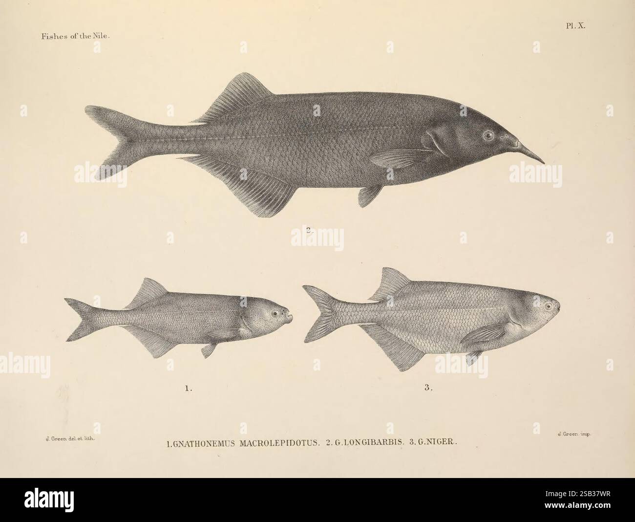 The fishes of the Nile. London, Pub. for the Egyptian government by H ...