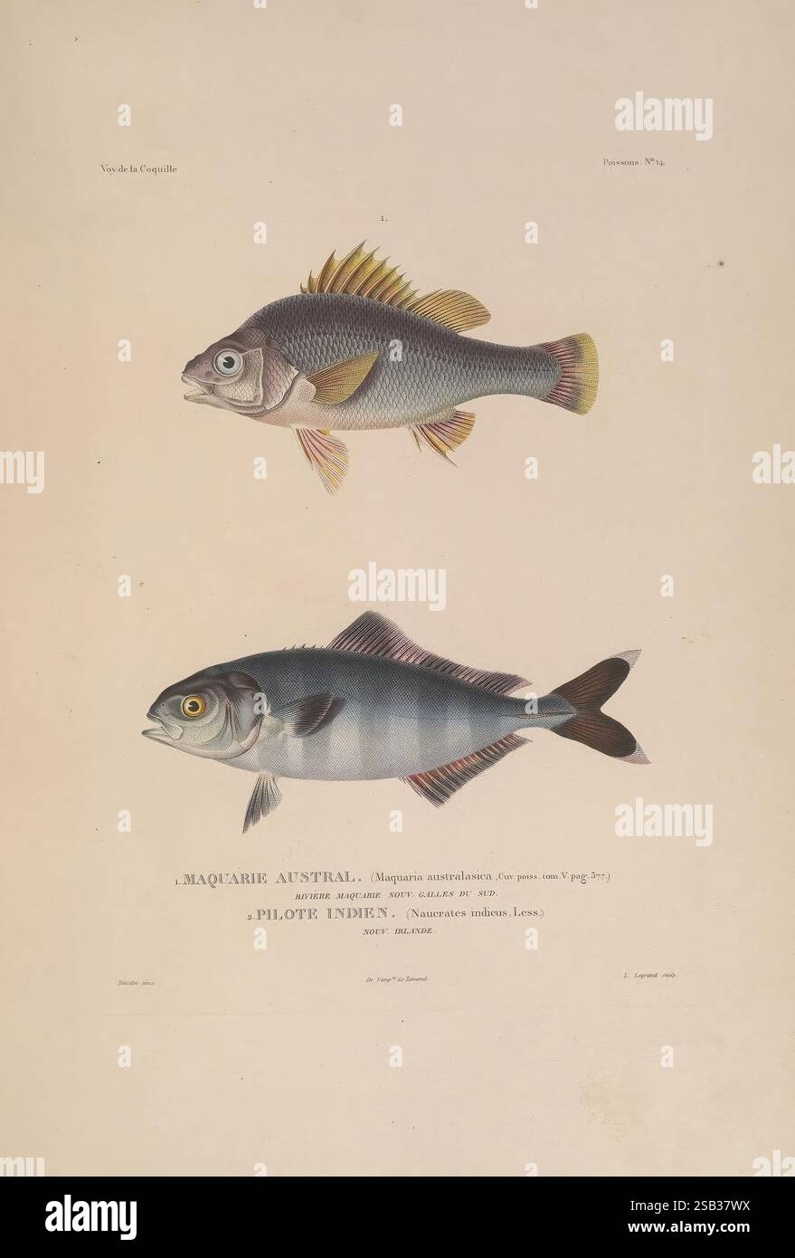 Naucrates ductor macquarie perch hi-res stock photography and images ...