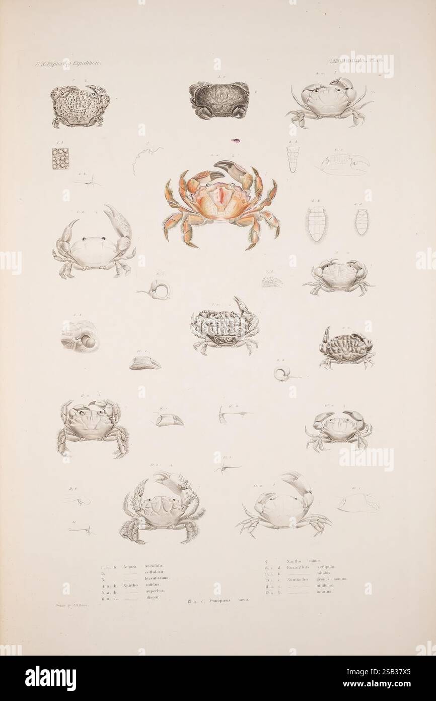Crustacea, Philadelphia, Printed by C. Sherman, 1852-55 [i.e. 1861 ...