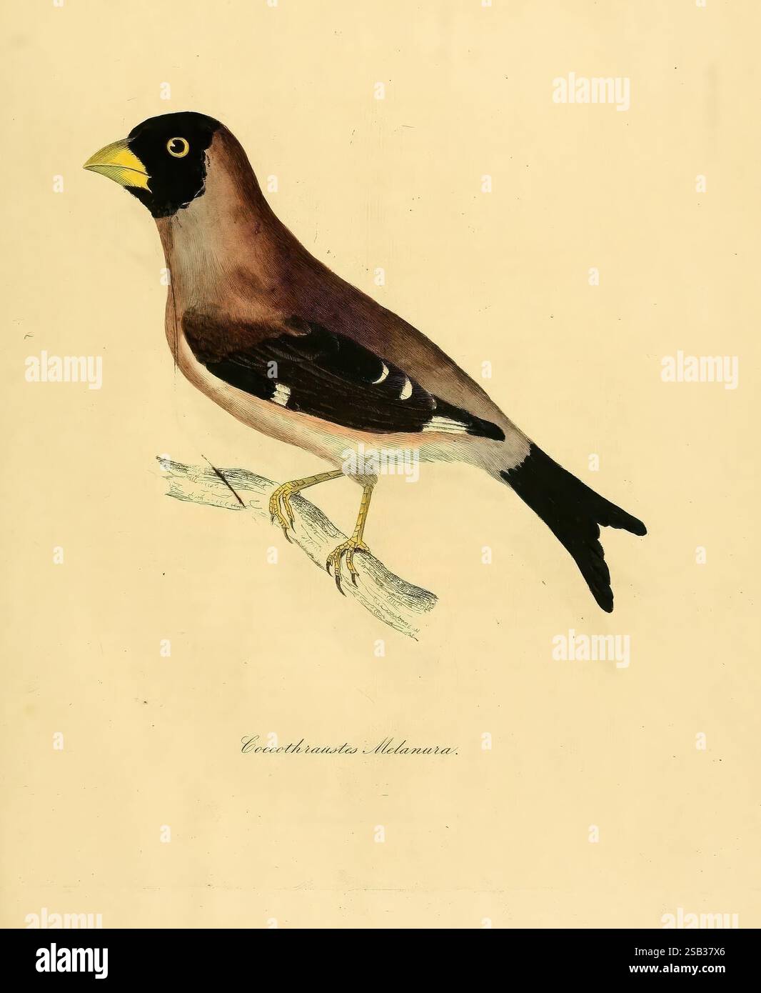 Illustrations of Ornithology Dublin Longman Rees Orme Brown Green S ...