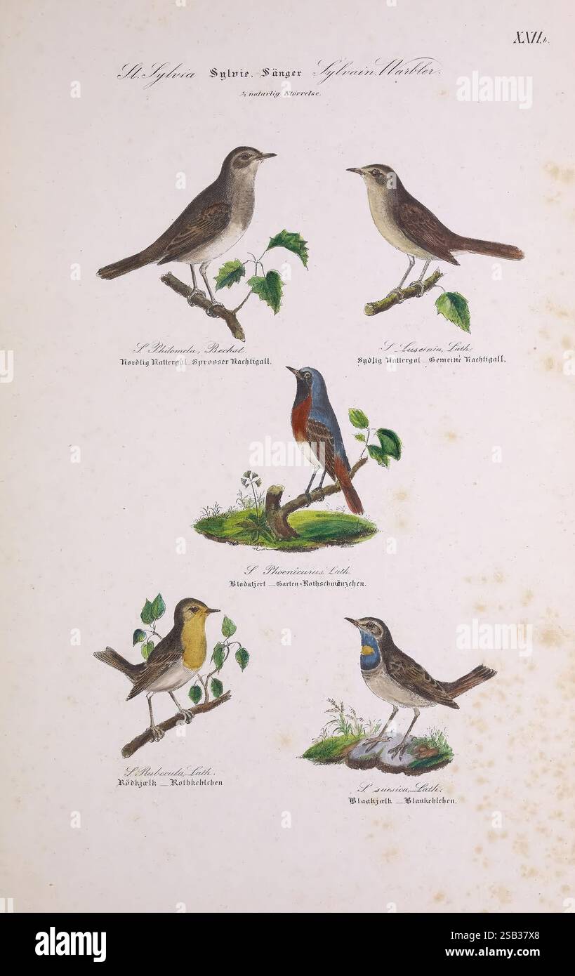 Five distinct bird species displayed hi-res stock photography and ...
