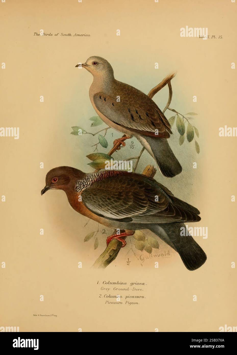 Understated bird displays soft gray feathers hi-res stock photography ...