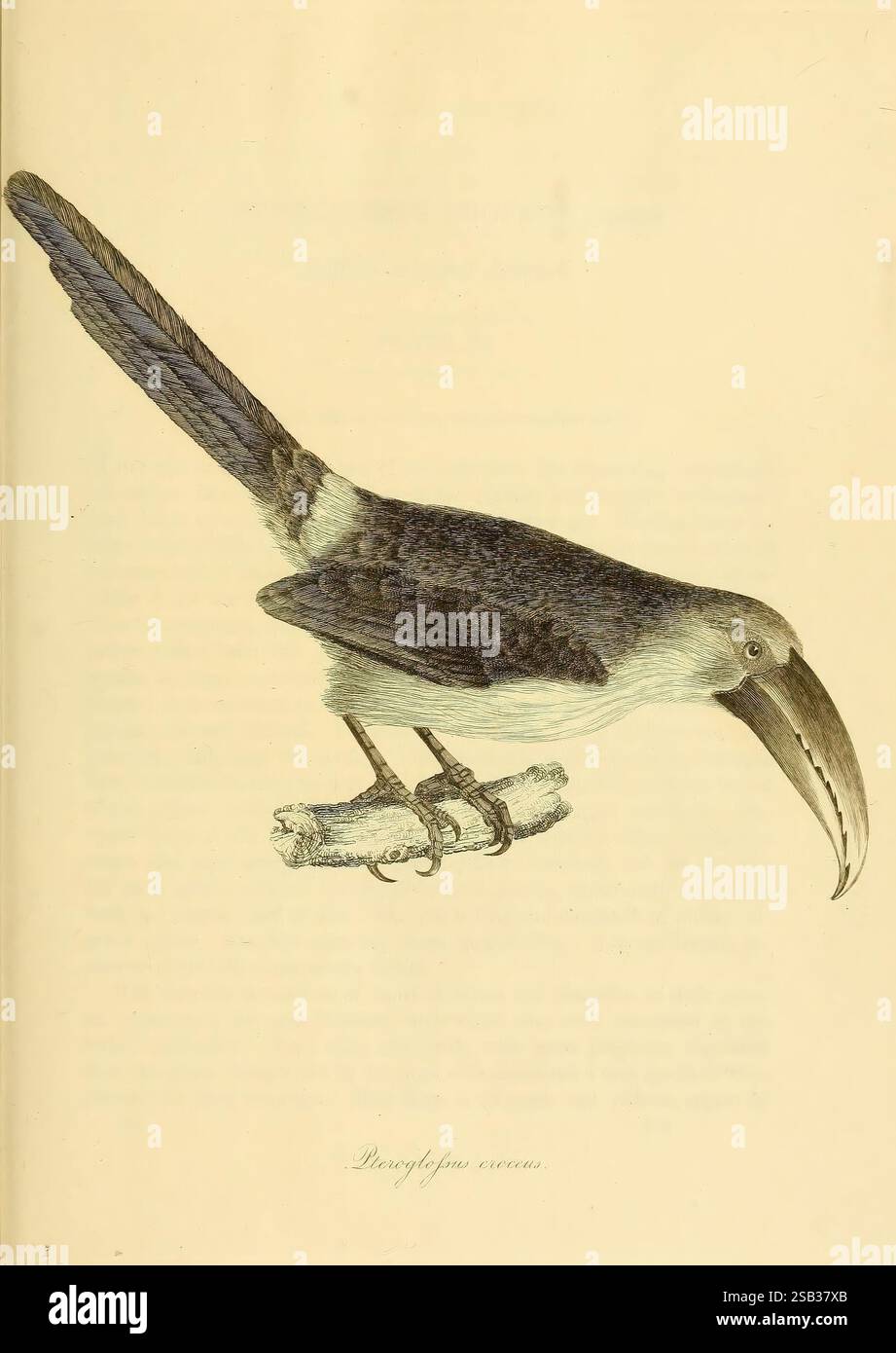 Illustrations of ornithology, Dublin, Longman, Rees, Orme, Brown ...