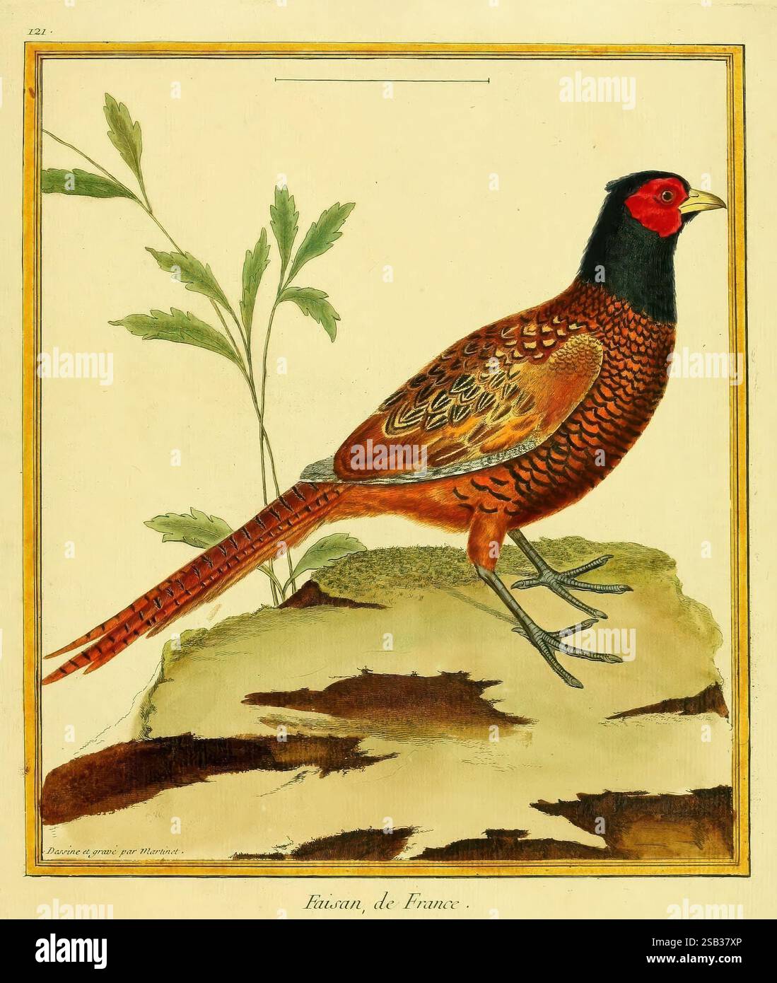 Pheasant stands gracefully atop hi-res stock photography and images - Alamy