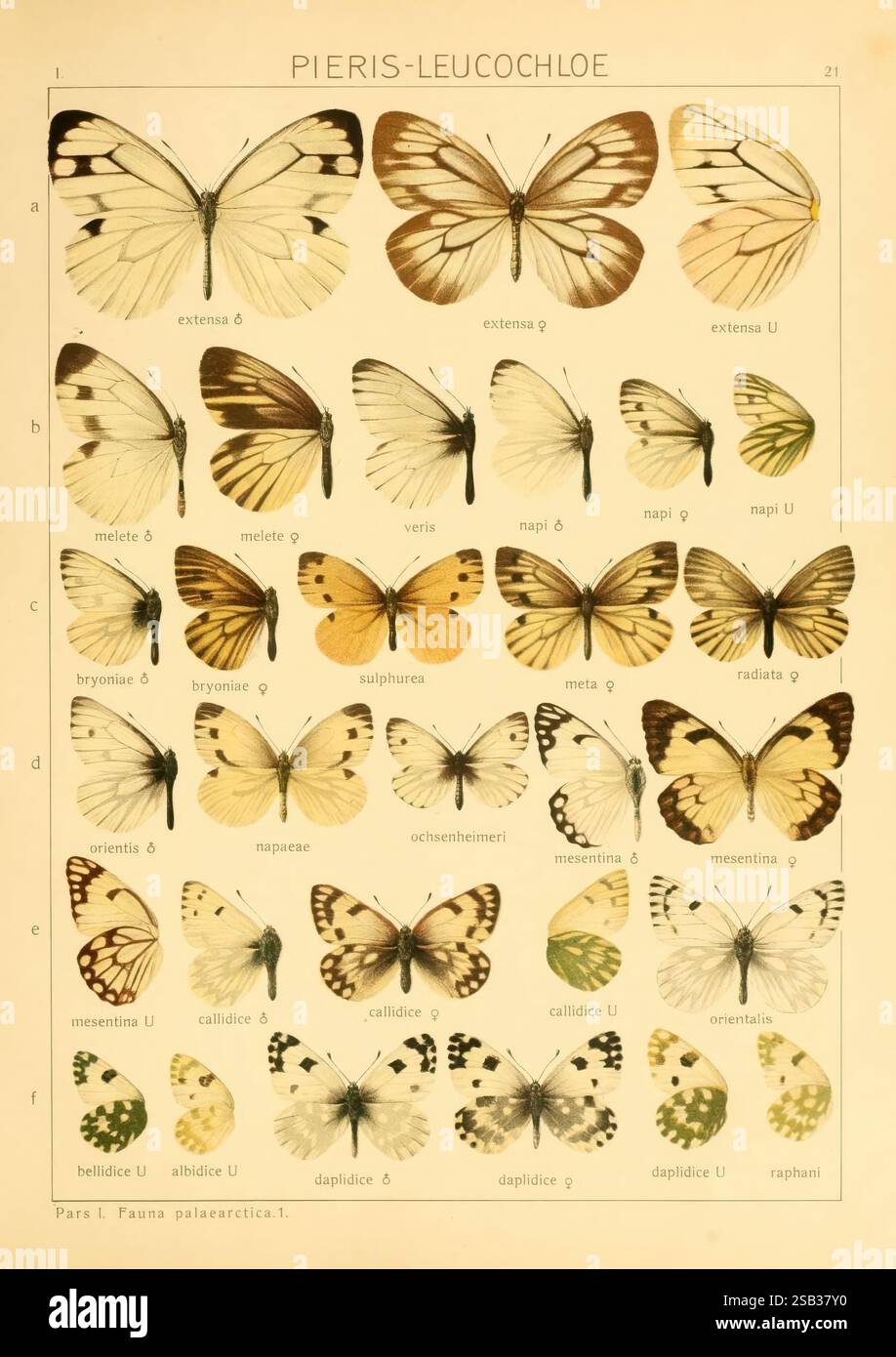 Six different butterfly species hi-res stock photography and images - Alamy