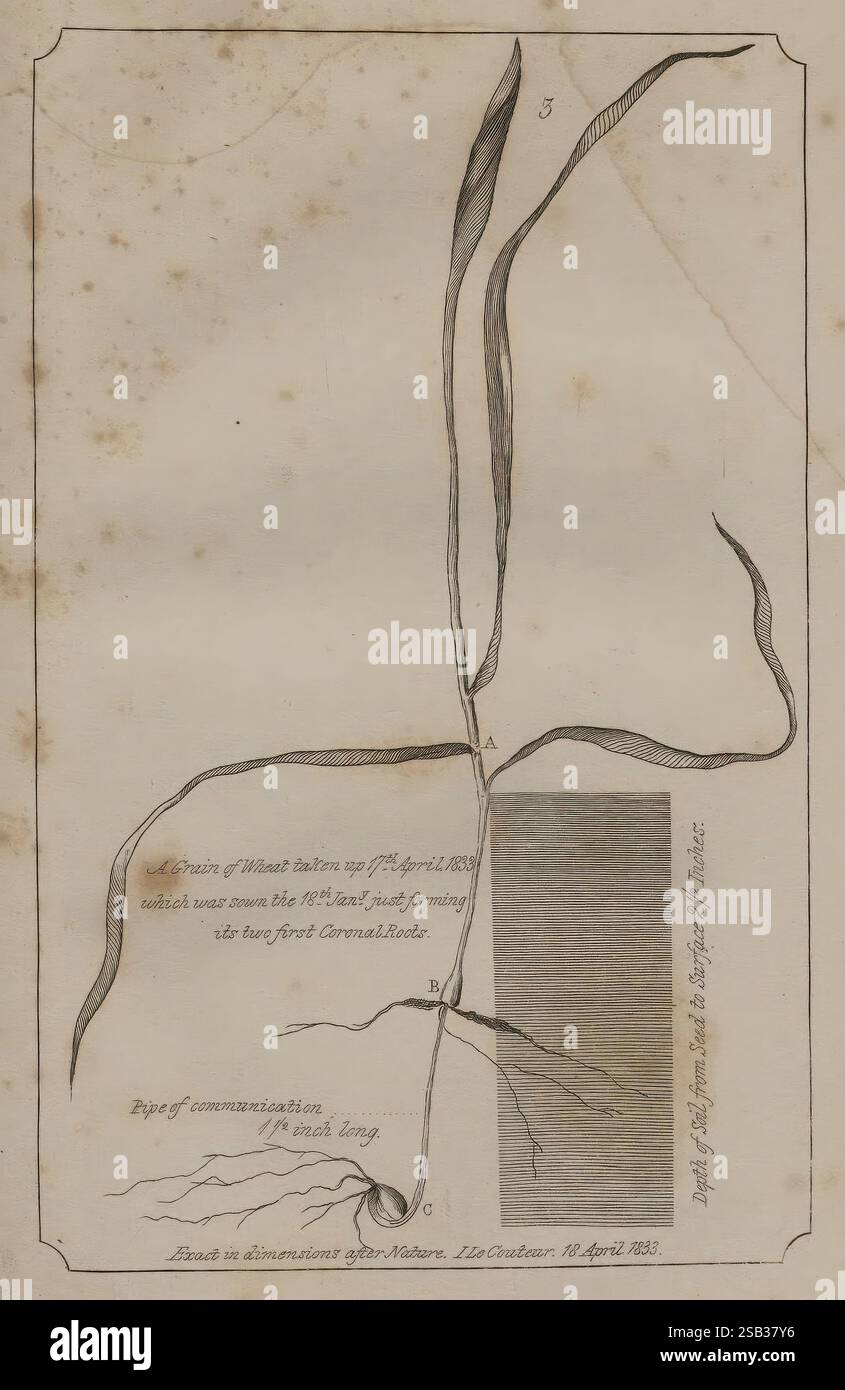 Elongated plant forms hi-res stock photography and images - Alamy