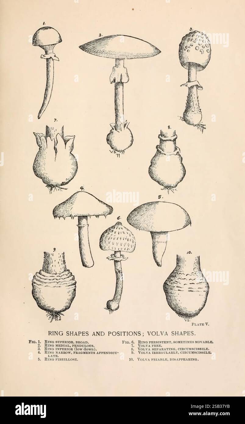 Toadstools, Mushrooms, Fungi, Edible, Poisonous, Indianapolis, The ...
