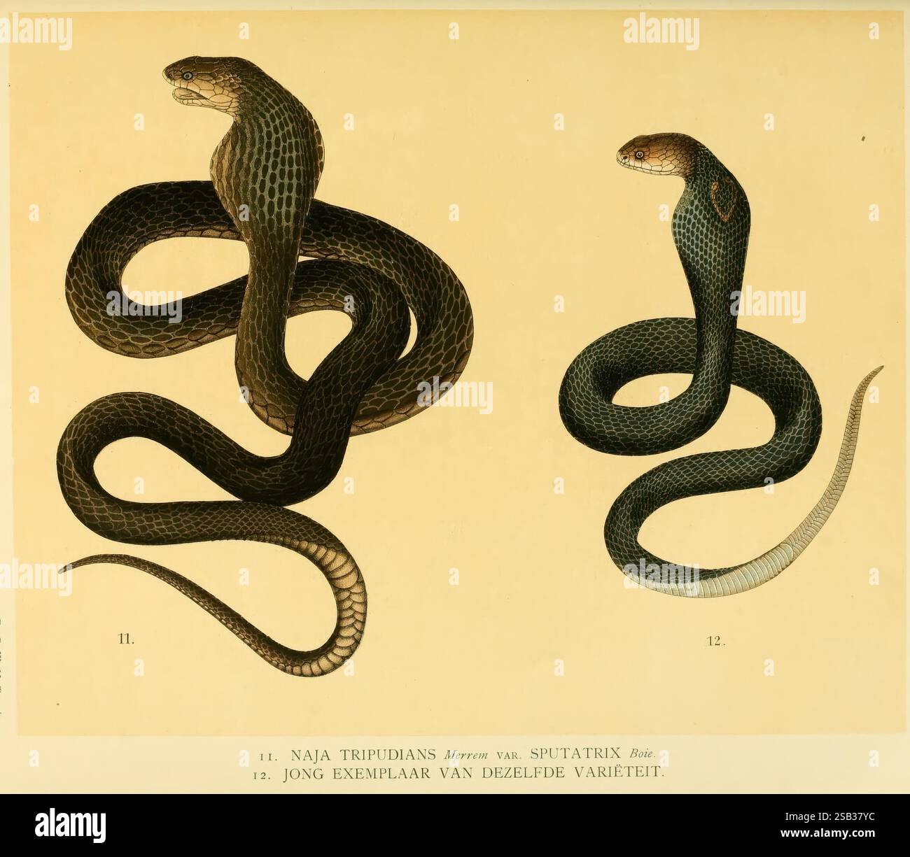 Upper snake exhibits hi-res stock photography and images - Alamy