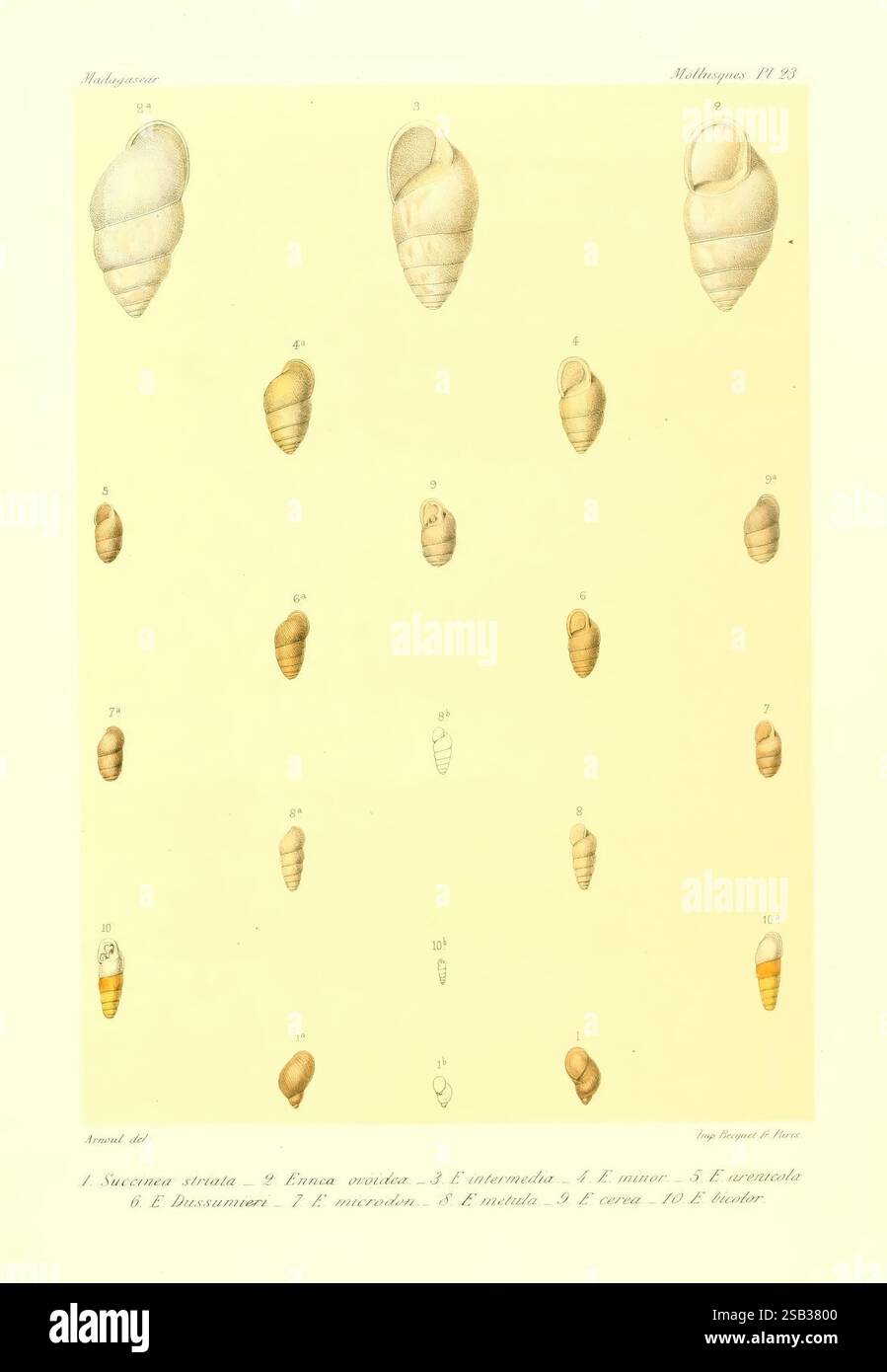Light and dark snail shells hi-res stock photography and images - Alamy