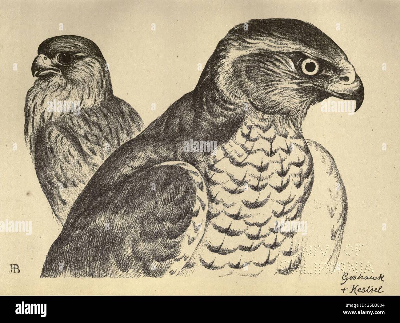 Upper hawk displays hi-res stock photography and images - Alamy