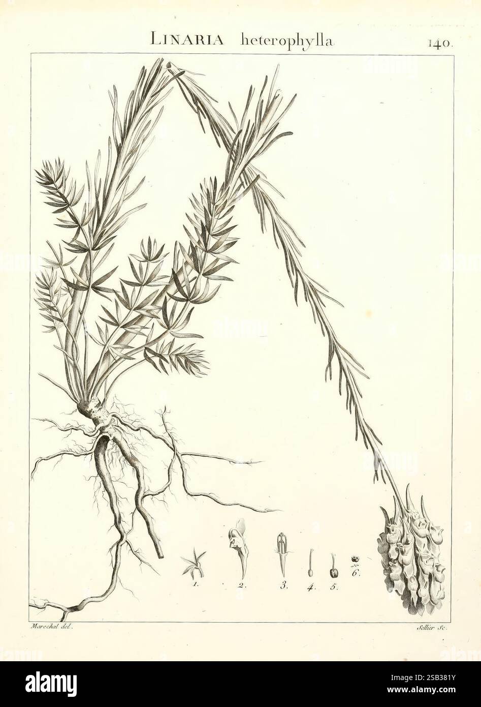 Illustration features linaria heterophylla hi-res stock photography and ...