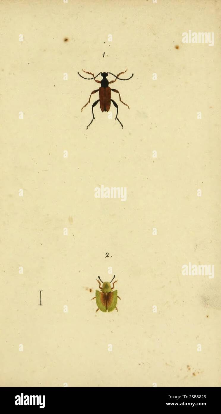 Symbola Faunae Insectorum Helvetiae Exhibentia Vel Species Novas Vel ...