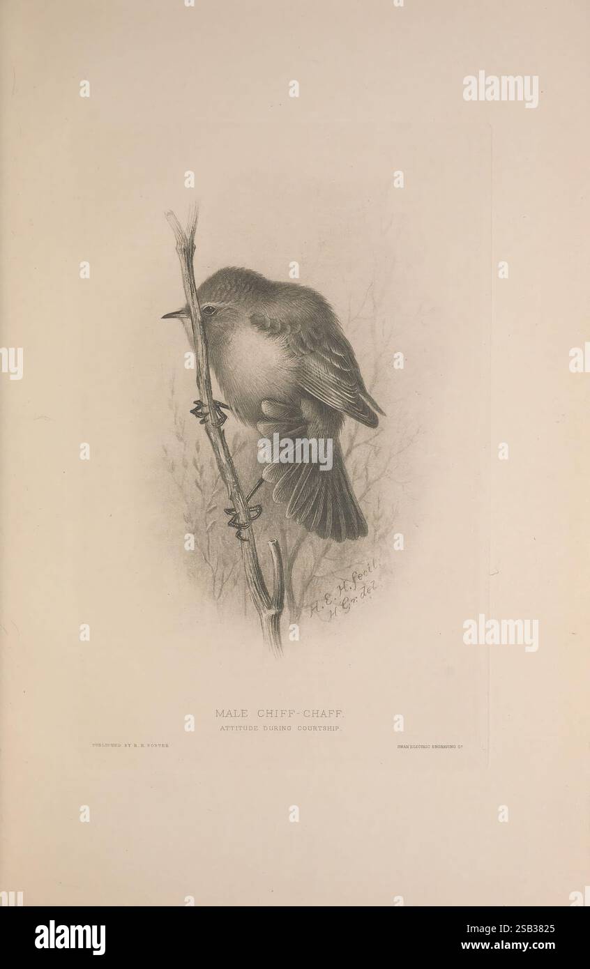 Male chiff chaff hi-res stock photography and images - Alamy