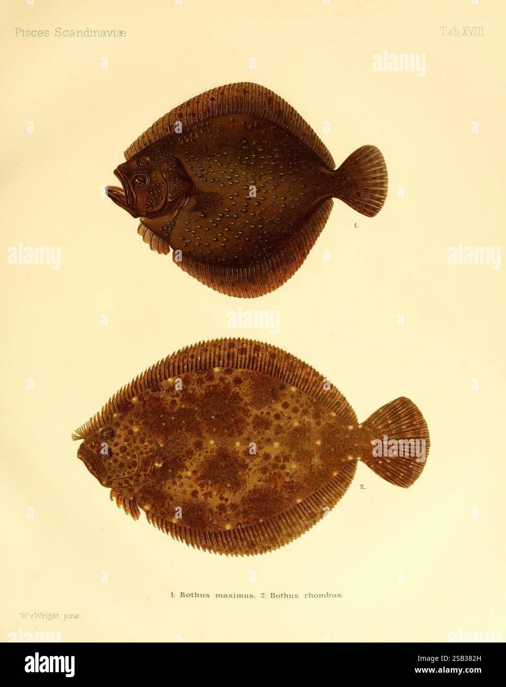 A history of Scandinavian fishes, Stockholm, P.A. Norstedt & Söner ...
