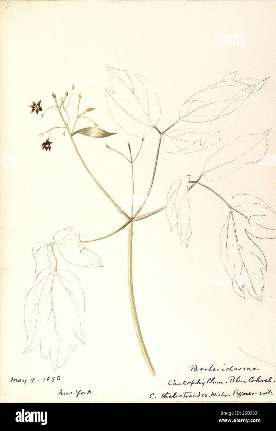 Thalictroides huth hi-res stock photography and images - Alamy