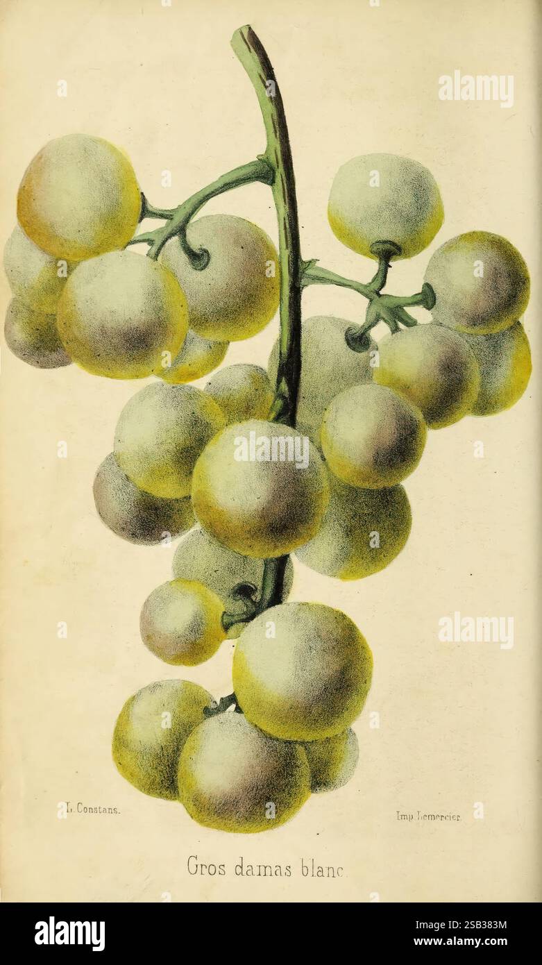 Grapes vary hi-res stock photography and images - Alamy