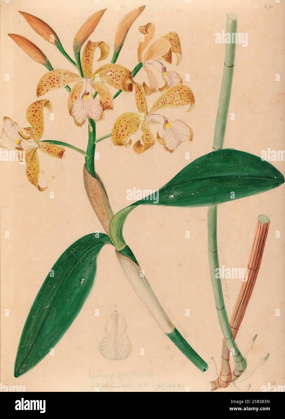 Robust root system beneath hi-res stock photography and images - Alamy