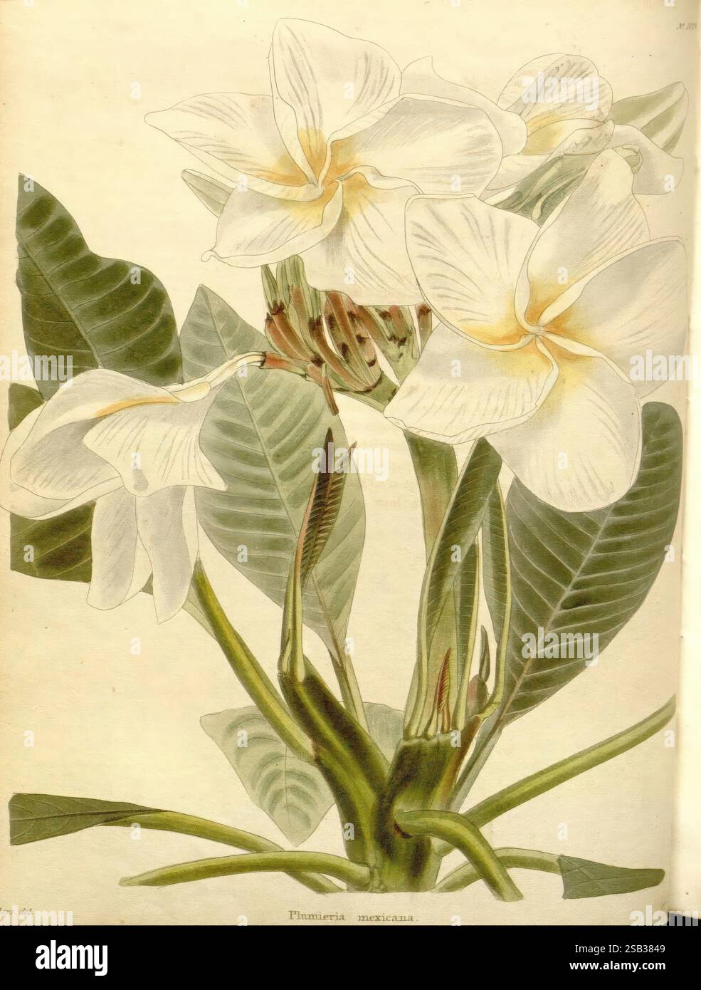The botanical cabinet London, John & Arthur Arch 1817-1833, This ...