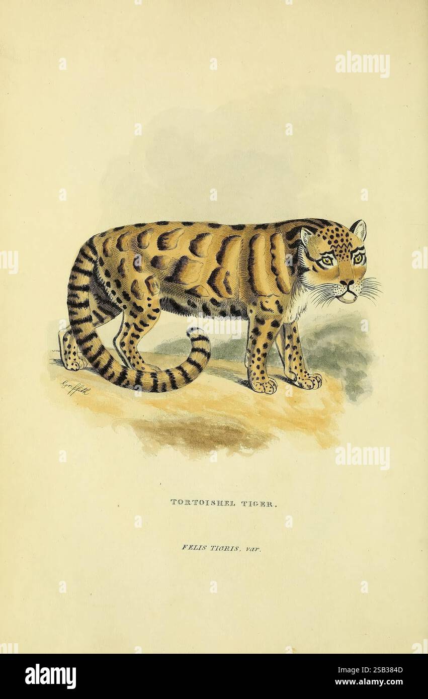 Tortoiseshell tiger hi-res stock photography and images - Alamy