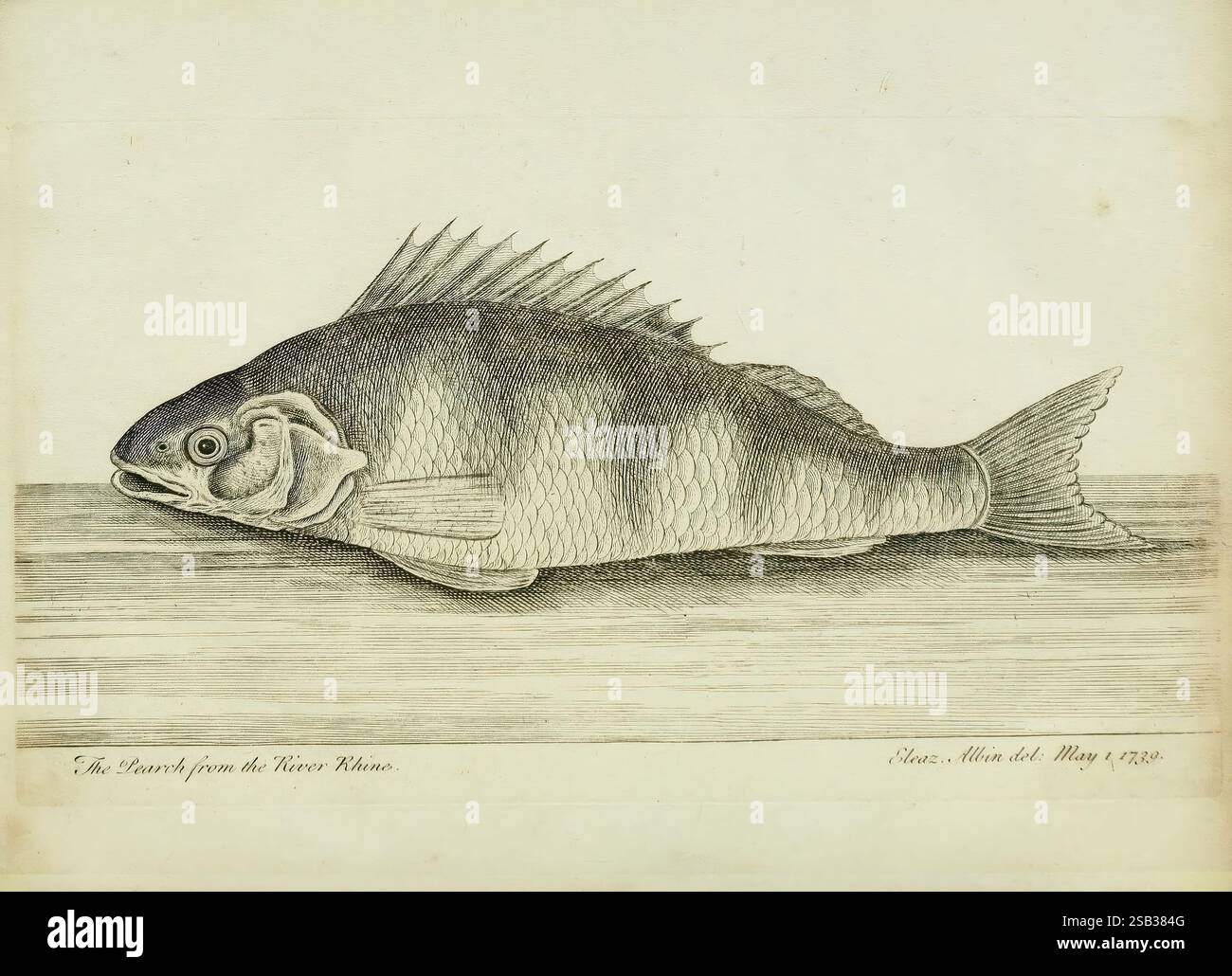 The history of esculent fish London, Printed for Edward Jeffery, Robert ...