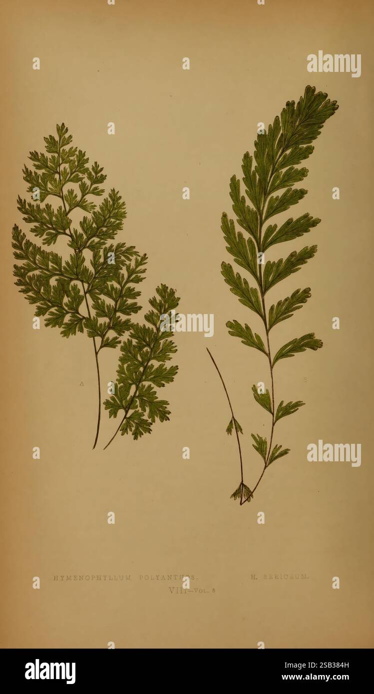 Two distinct fern species hi-res stock photography and images - Alamy