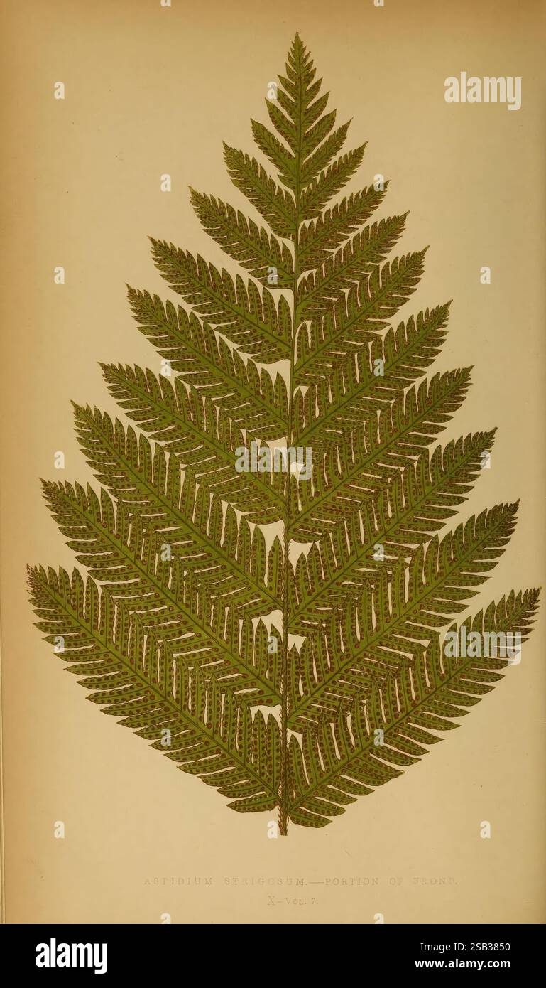 Ferns British Exotic London Groombridge and Sons 1856-60 Ferns, A large ...