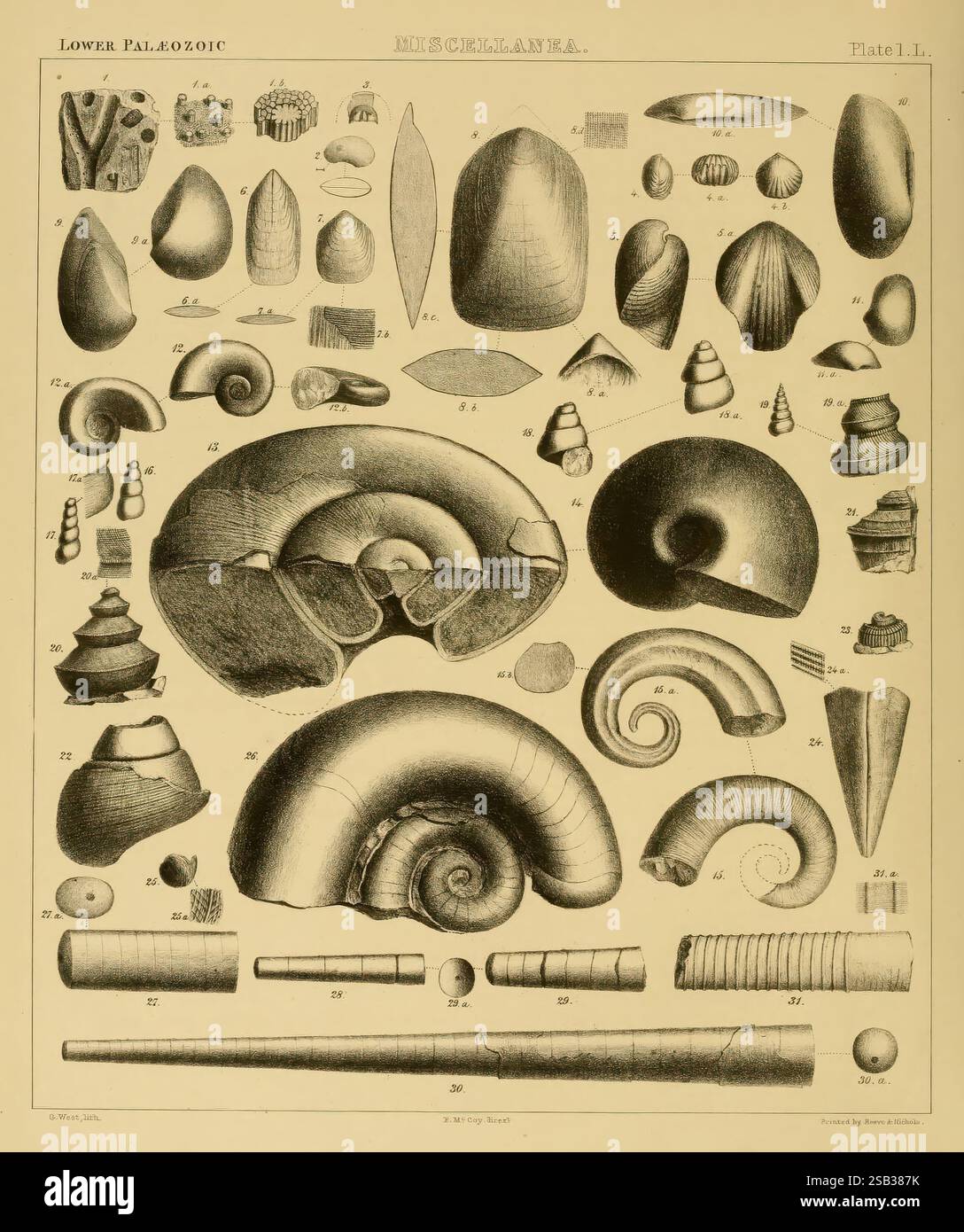 Highlighting various shell shapes hi-res stock photography and images ...