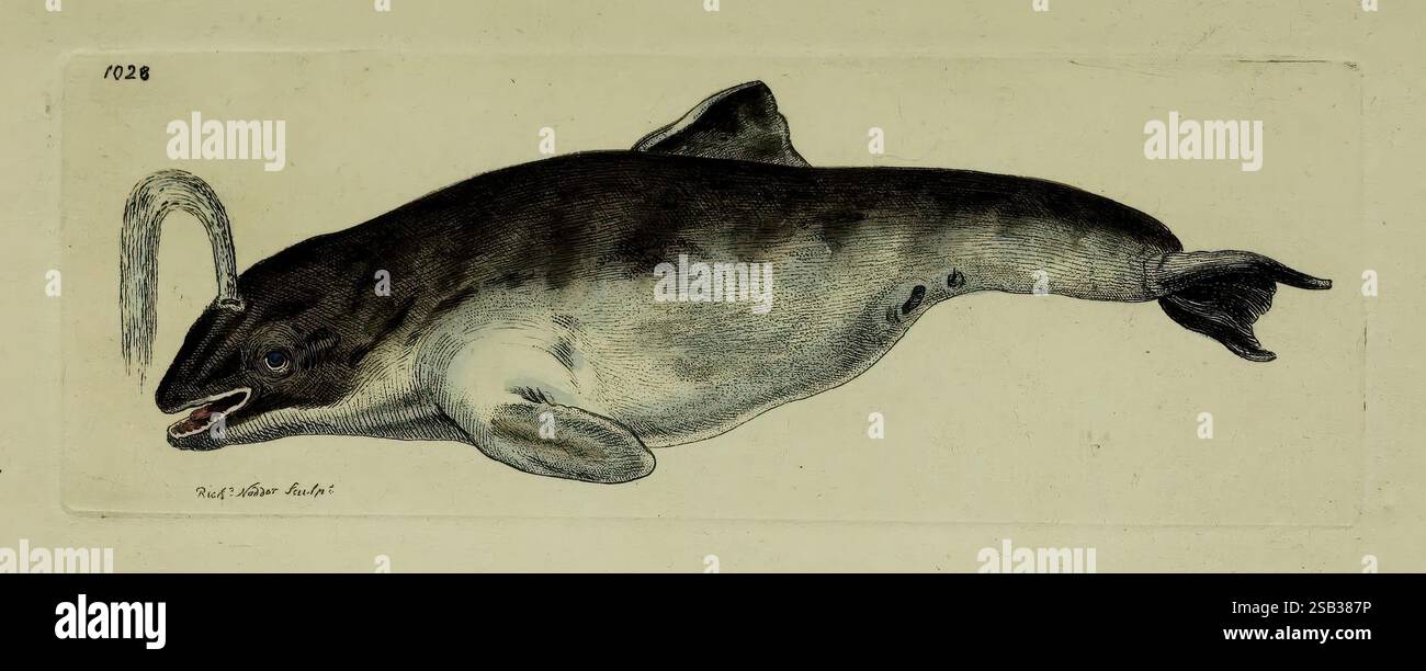 The naturalist's miscellany, or Coloured figures of natural objects ...