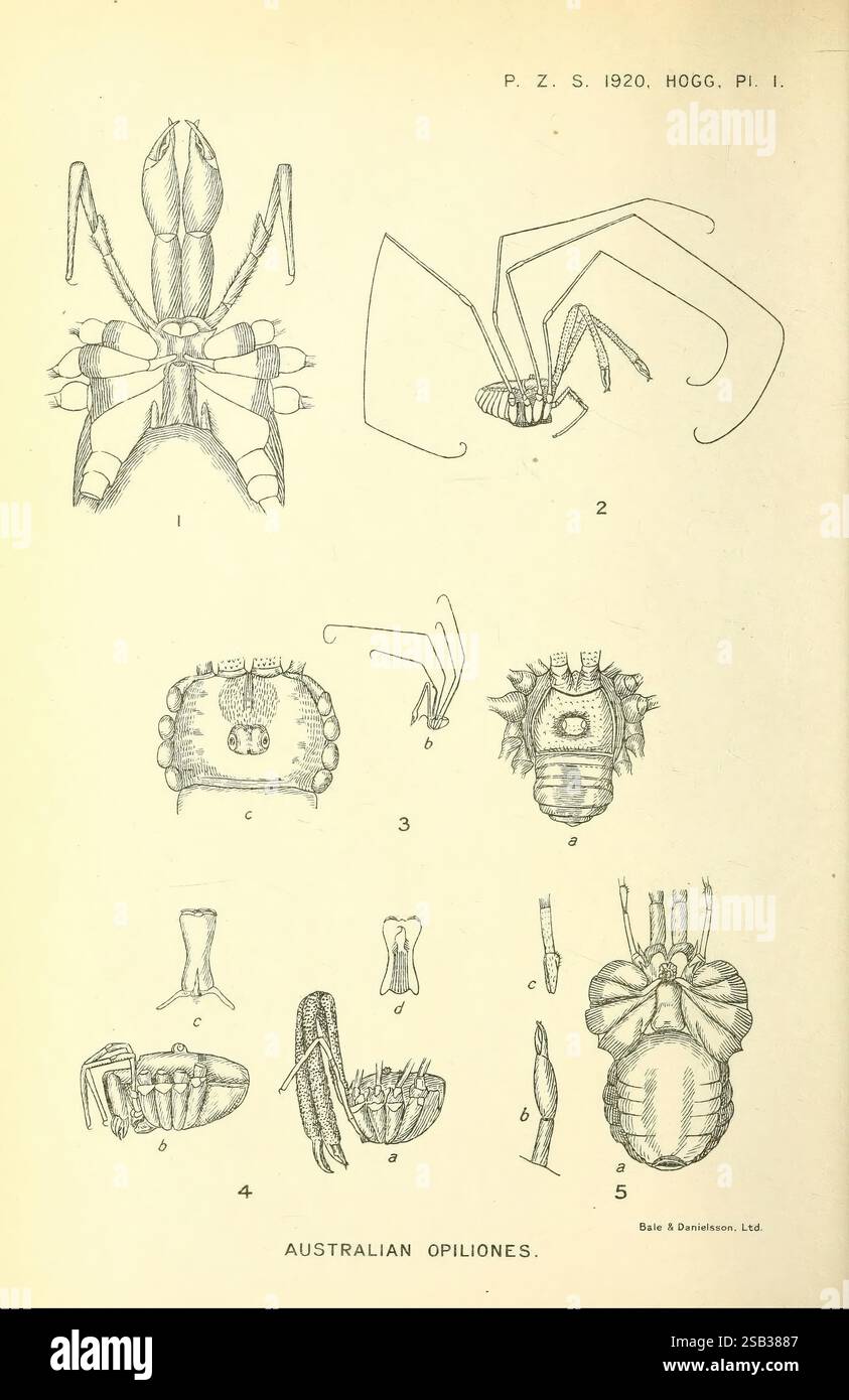 Second diagram depicts hi-res stock photography and images - Alamy