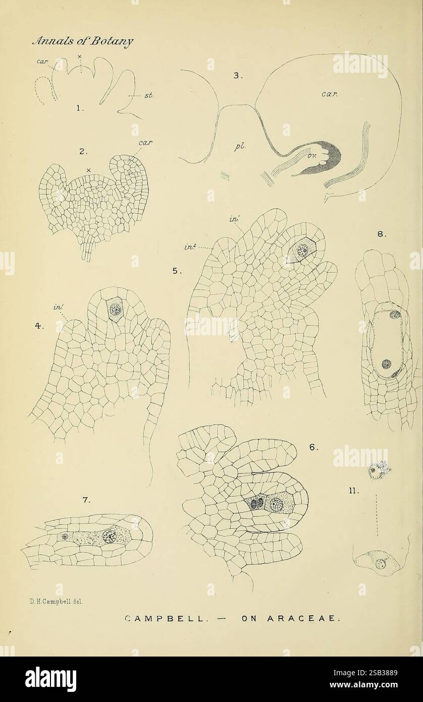 Plants structural elements hi-res stock photography and images - Alamy
