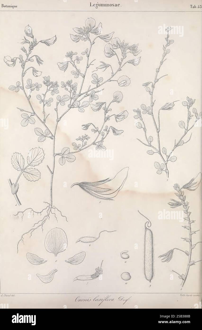 Histoire Naturelle Des Iles Canaries, Paris, Béthune, éditeur, 1836 ...