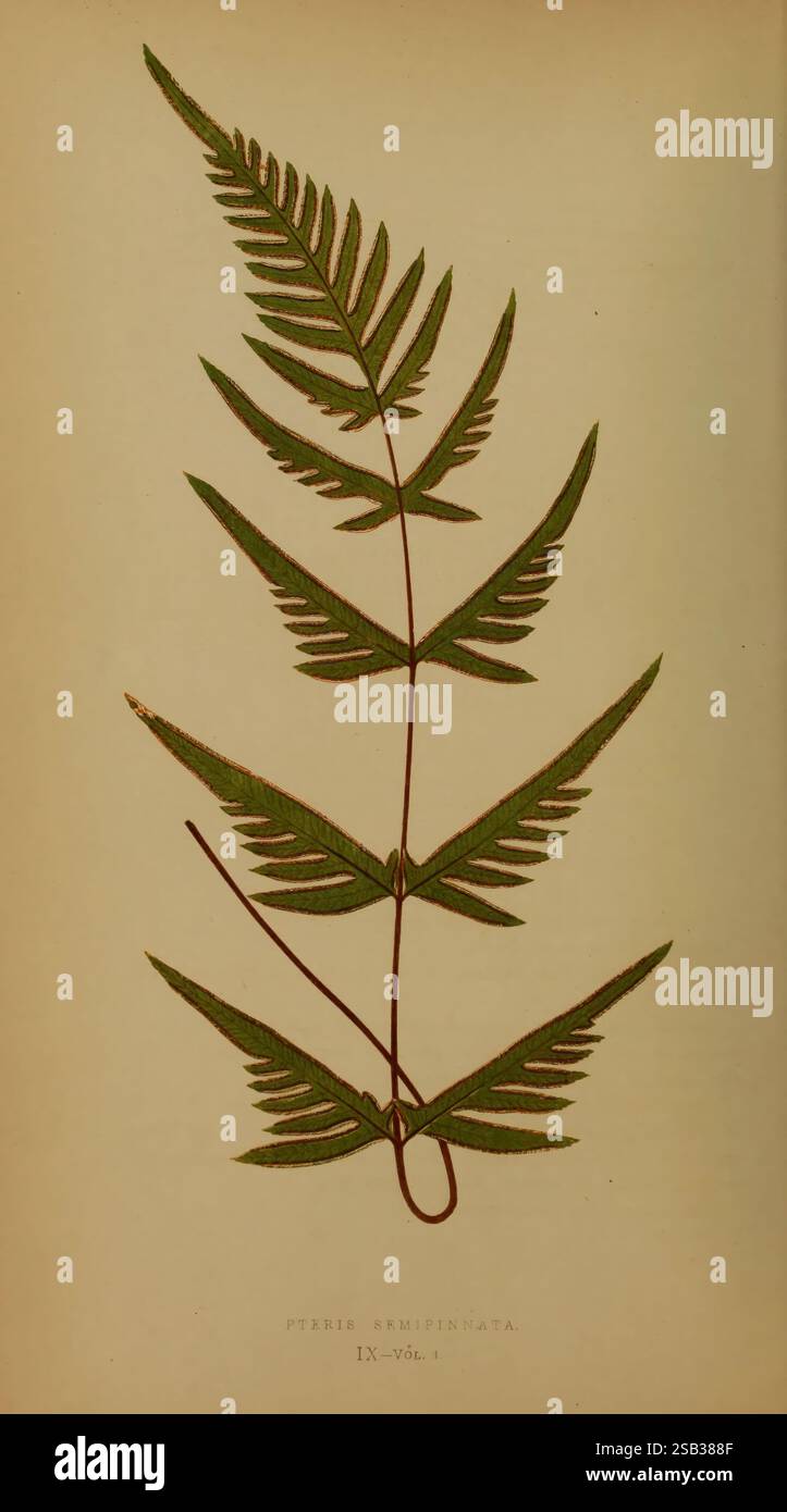 Ferns: British and exotic V.4 1856-60, ferns, botany, plants, Pteris ...