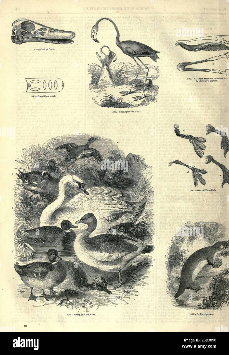 The Pictorial Museum of Animated Nature London, C. Cox, [1844?] Zoology ...