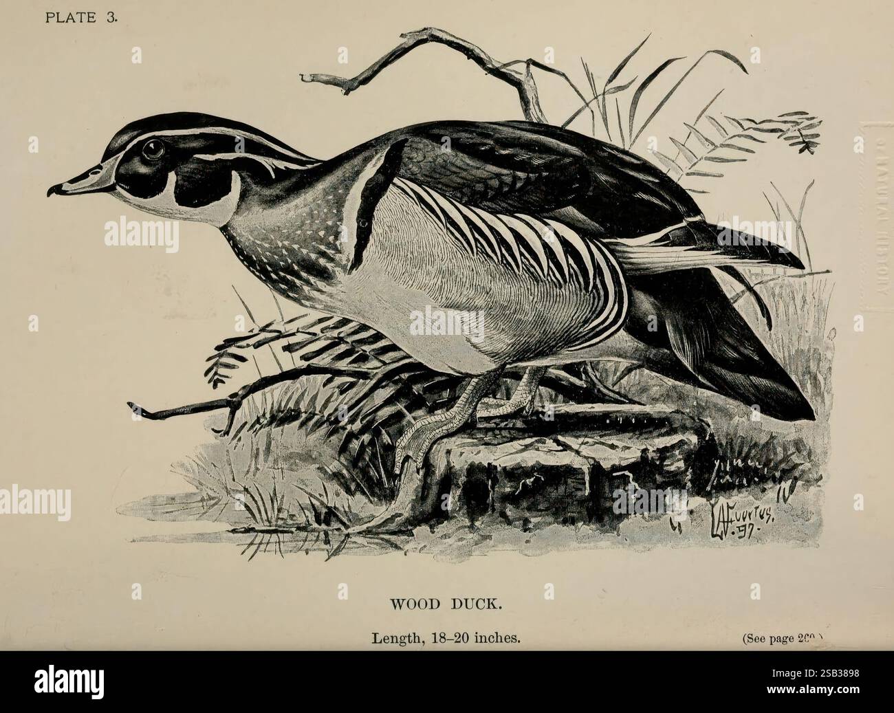 Diversity in avian form hi-res stock photography and images - Alamy