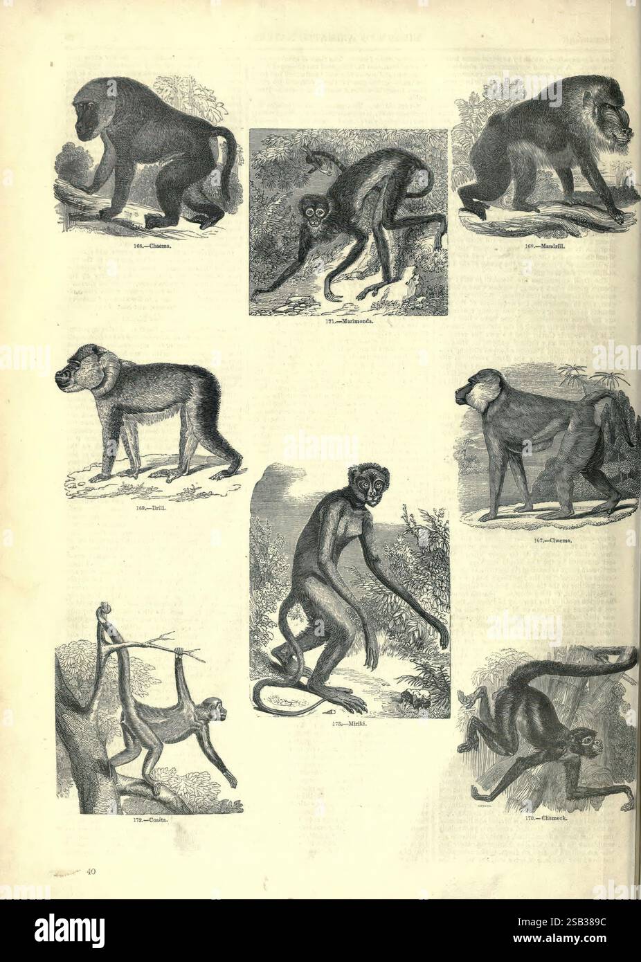 The Pictorial Museum of Animated Nature v.1. London, C. Cox, [1844 ...