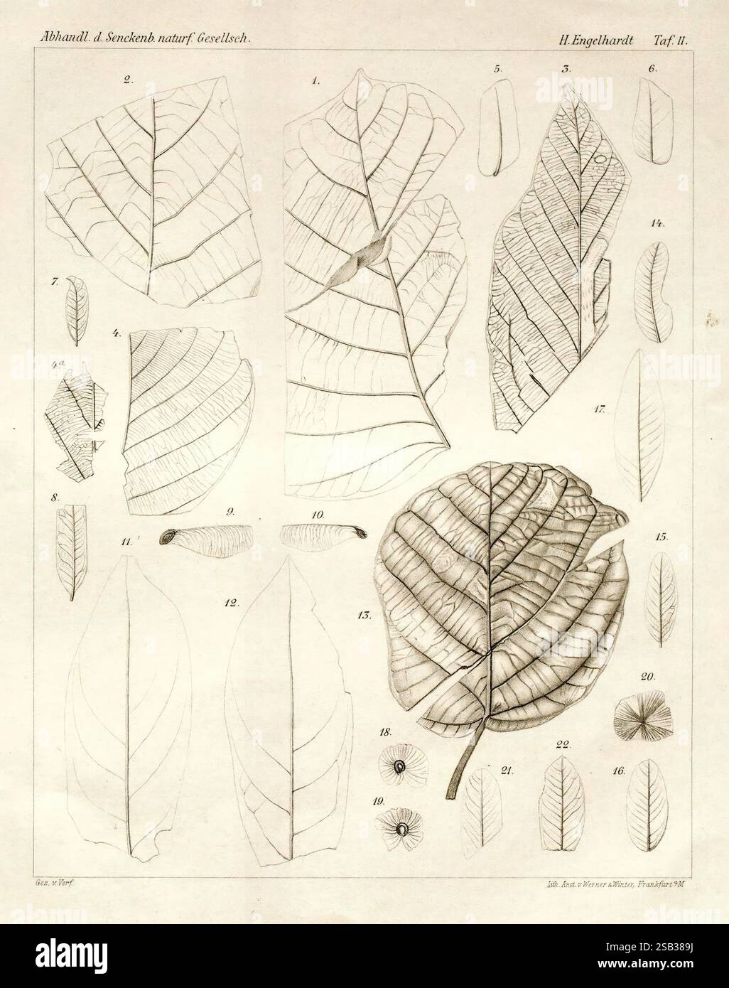 Several distinct leaf forms hi-res stock photography and images - Alamy