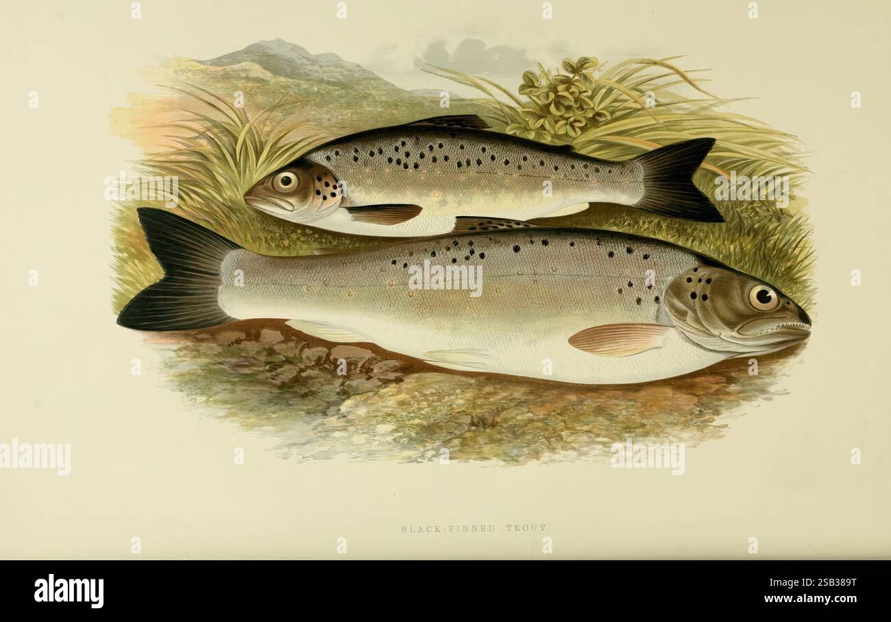 Larger fish exhibits hi-res stock photography and images - Alamy