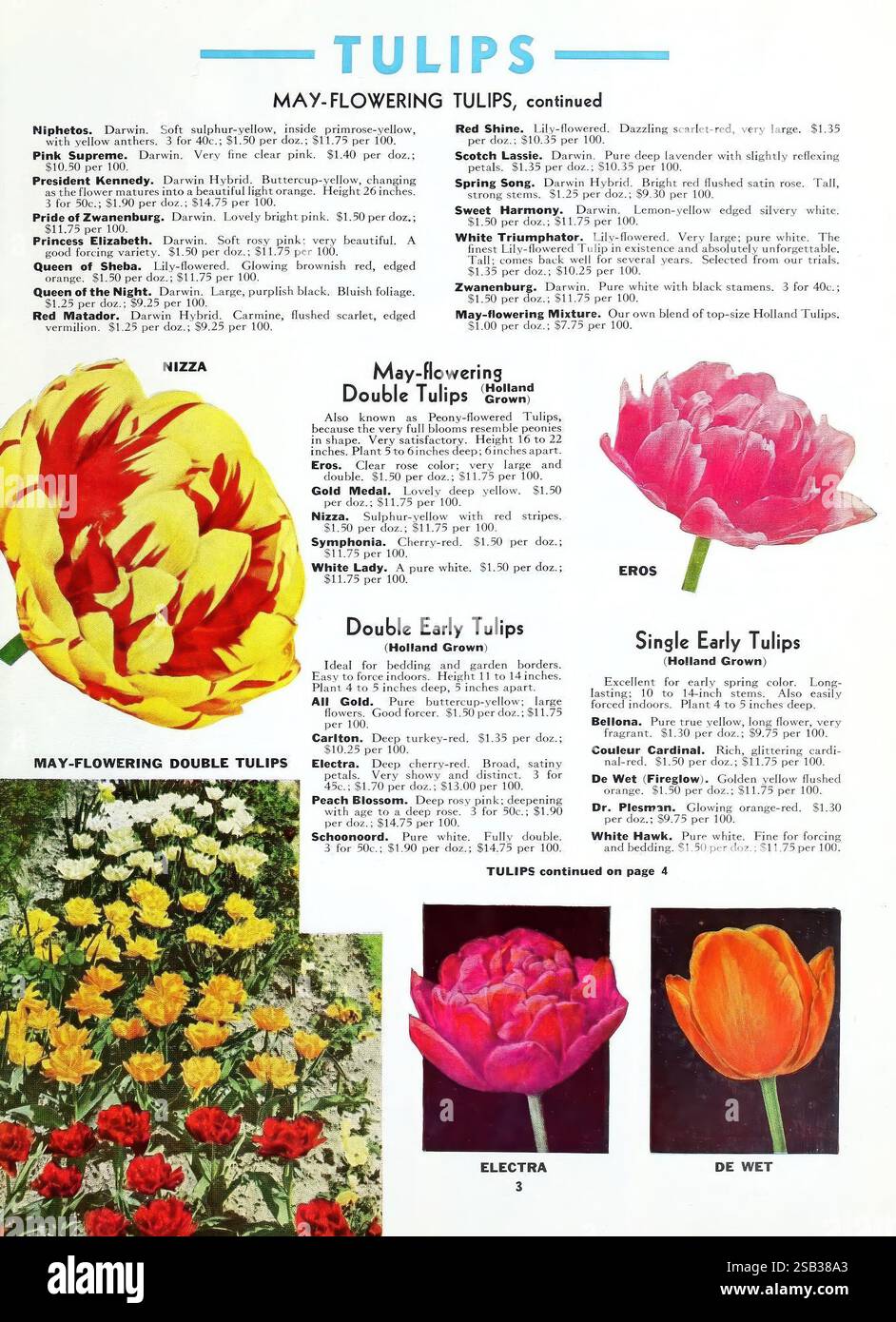 Display of single early tulip varieties hi-res stock photography and ...