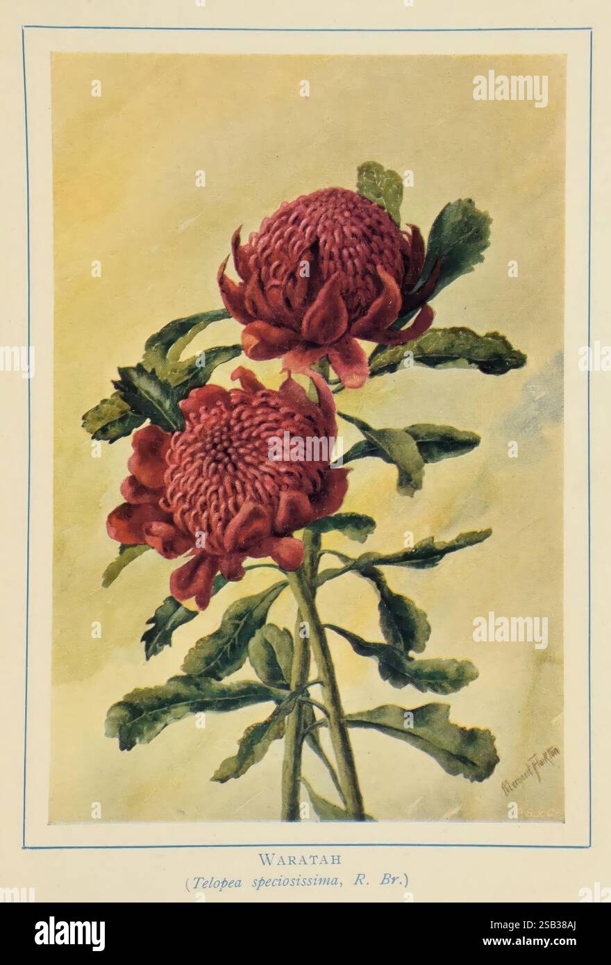 Australian wild flowers, Sydney, N.S.W. Bookstall Co, [1912 ...