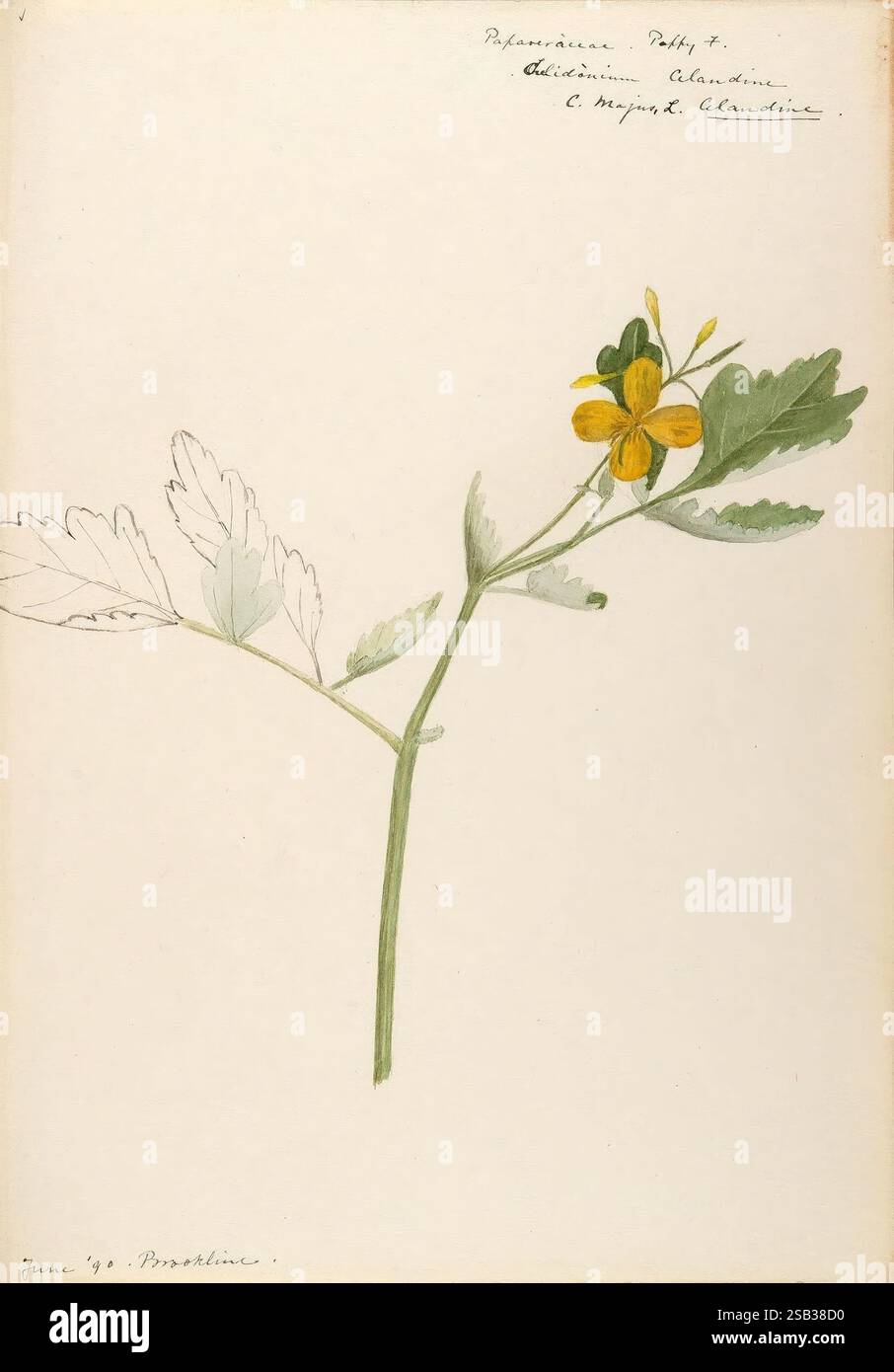 Water-color sketches of plants of North America and Europe, A botanical ...