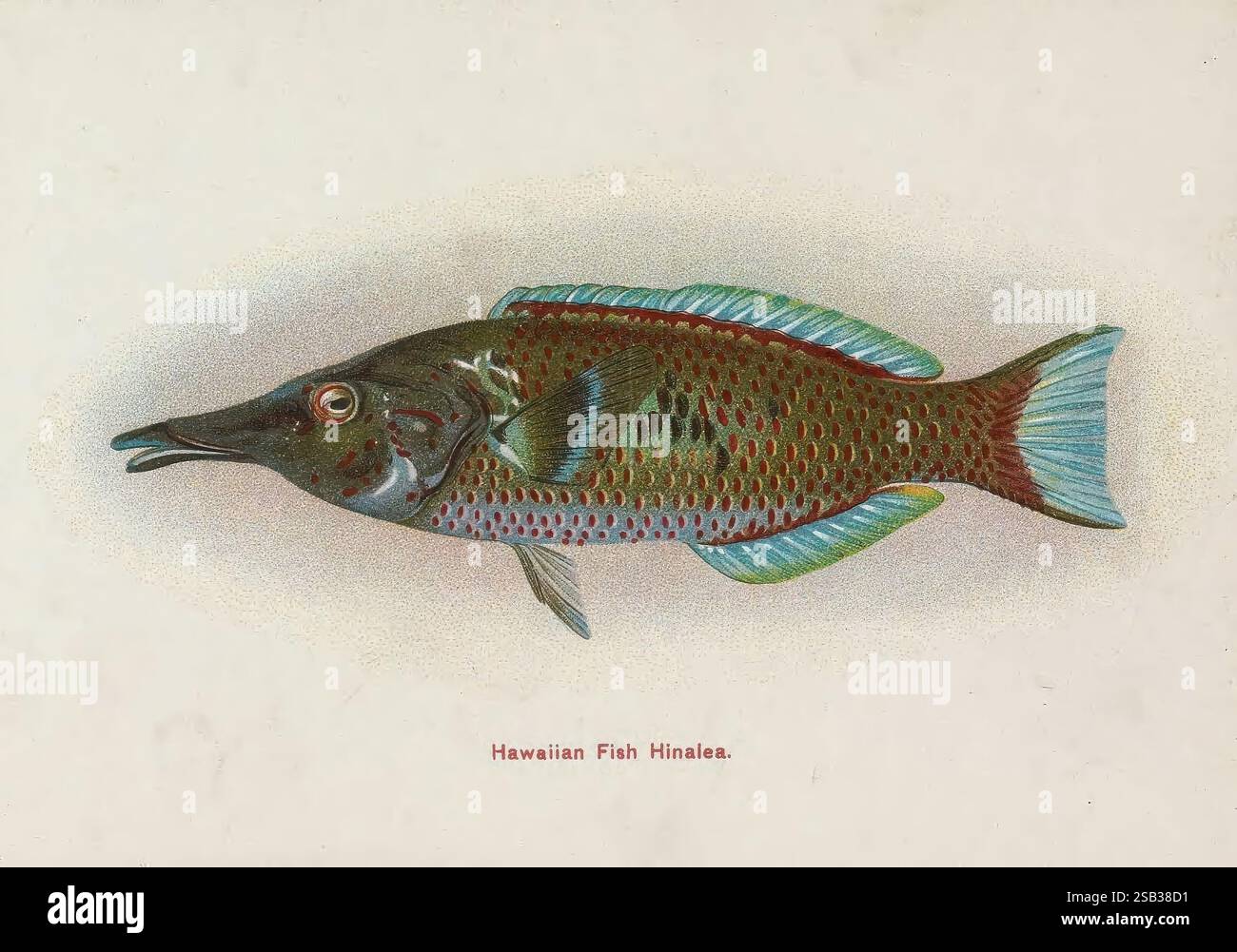 Hawaiian fish hinaleas hi-res stock photography and images - Alamy