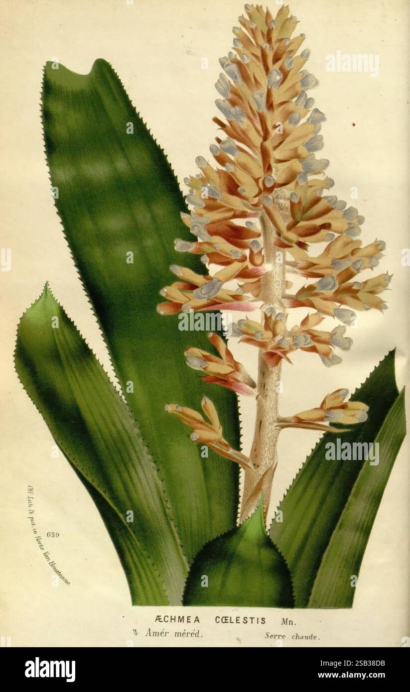 Aechmea coelestis plant hi-res stock photography and images - Alamy