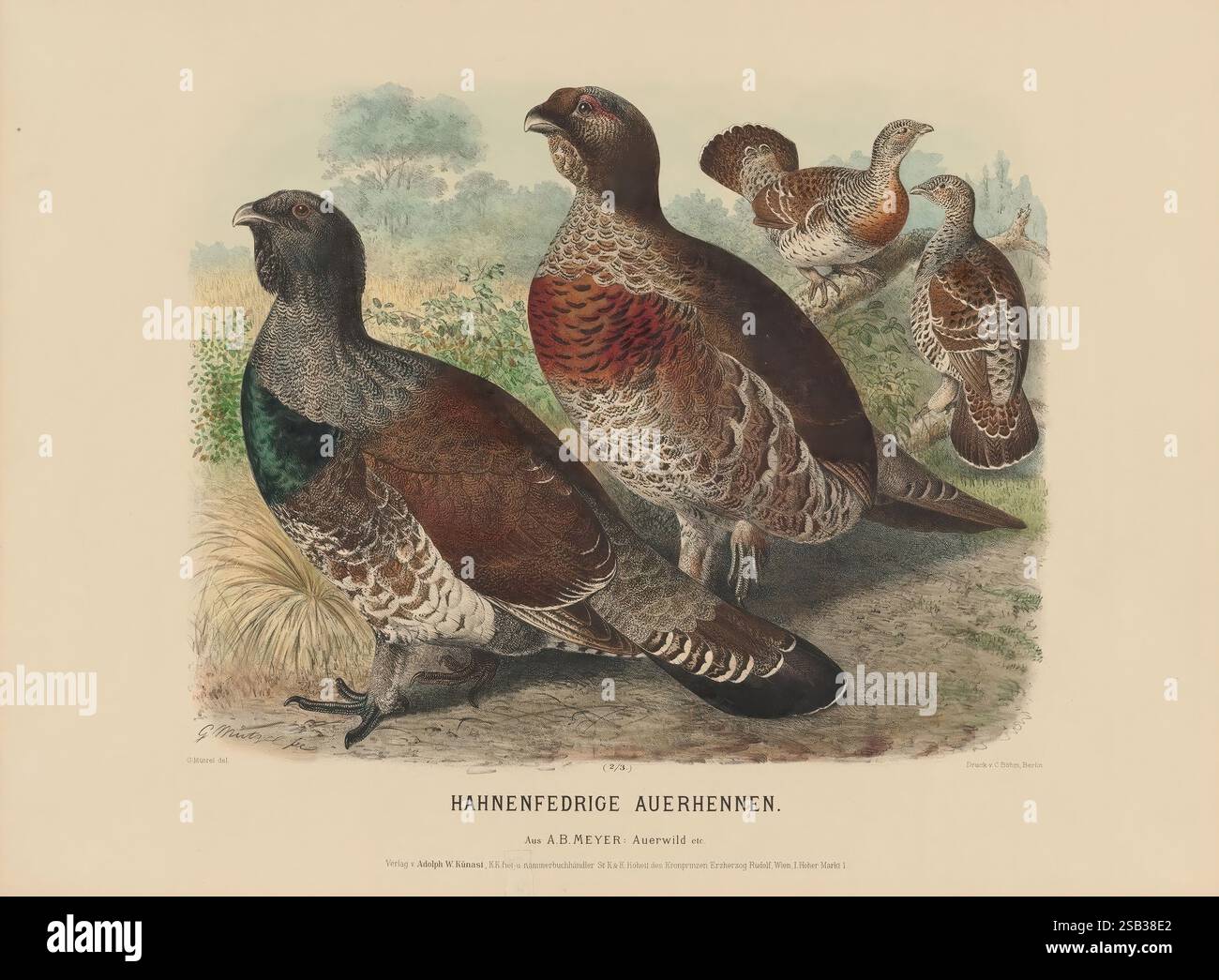 Four beautifully detailed birds hi-res stock photography and images - Alamy