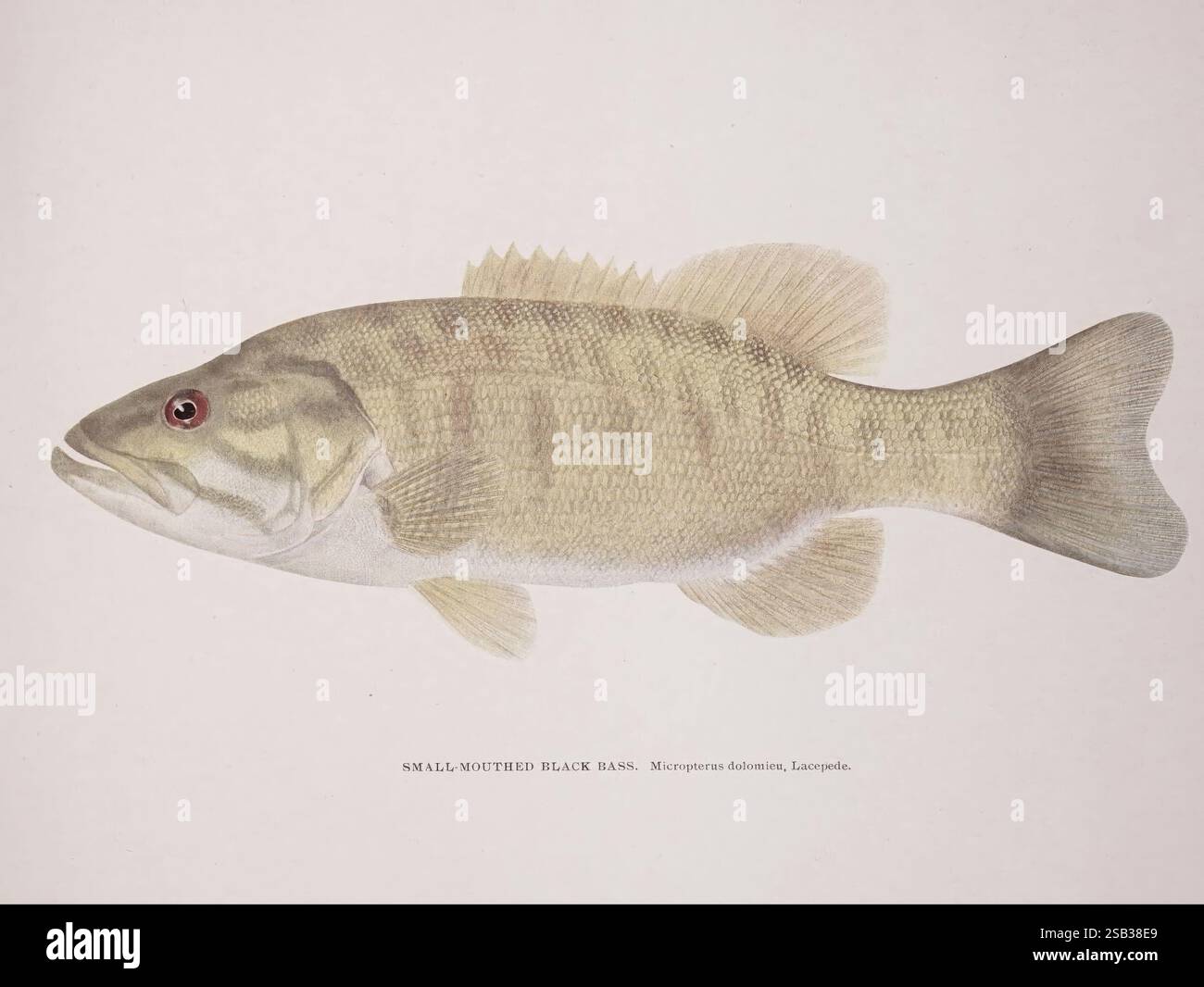 Sample, plates, of, Illinois, fishes, Urbana, Ill, c1903, fishes ...