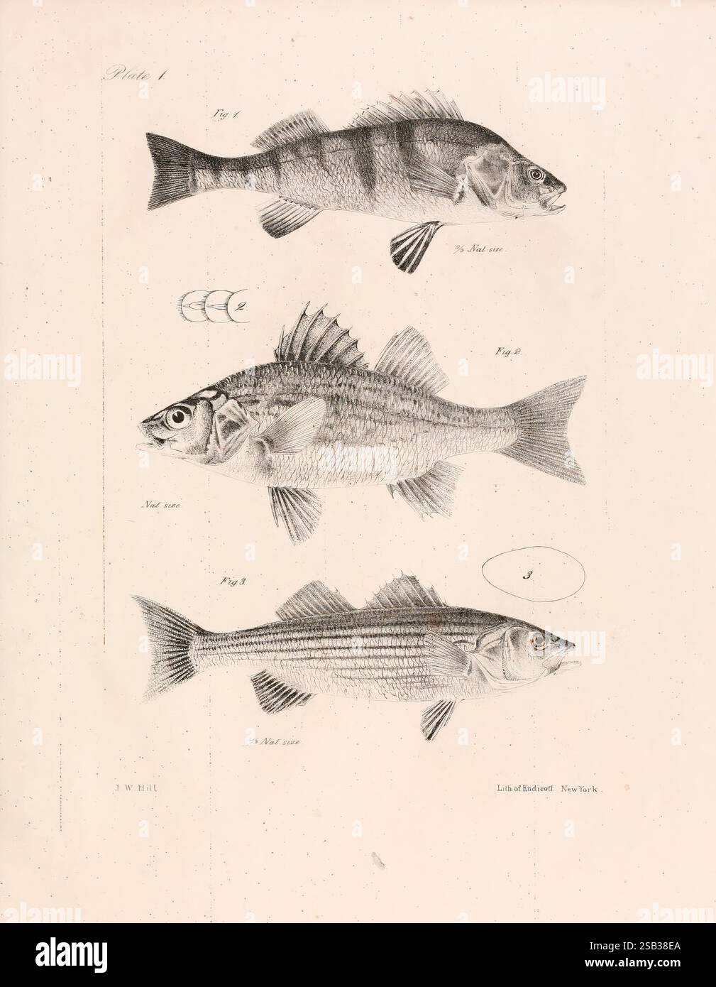 Zoology of New York, Albany, W. & A. White & J. Visscher, 1842-44 ...