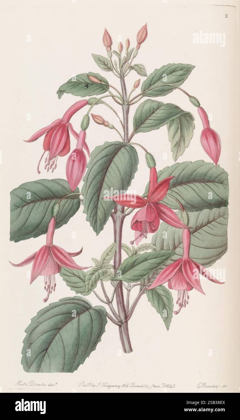 Edwards's, botanical, register, London, James, Ridgway, 1829-1847, 1829 ...