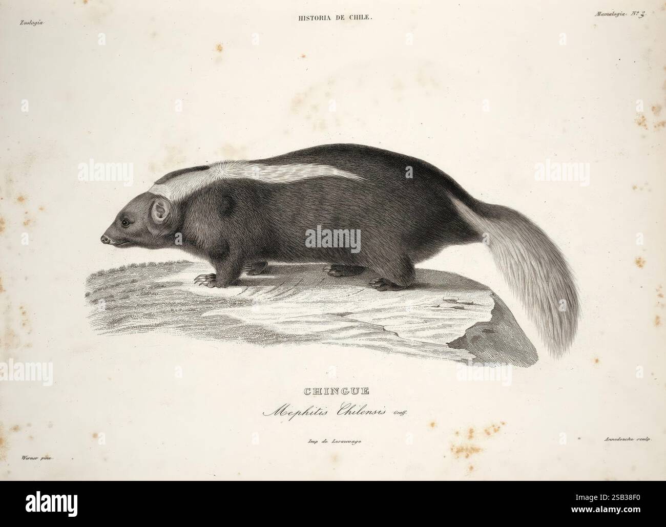 Galictis chacoensis hi-res stock photography and images - Alamy