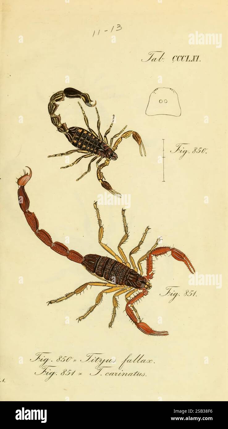Die, Arachniden, Nürnberg, In, der, C. H. Zeh'schen, Buchhandlung, 1831 ...