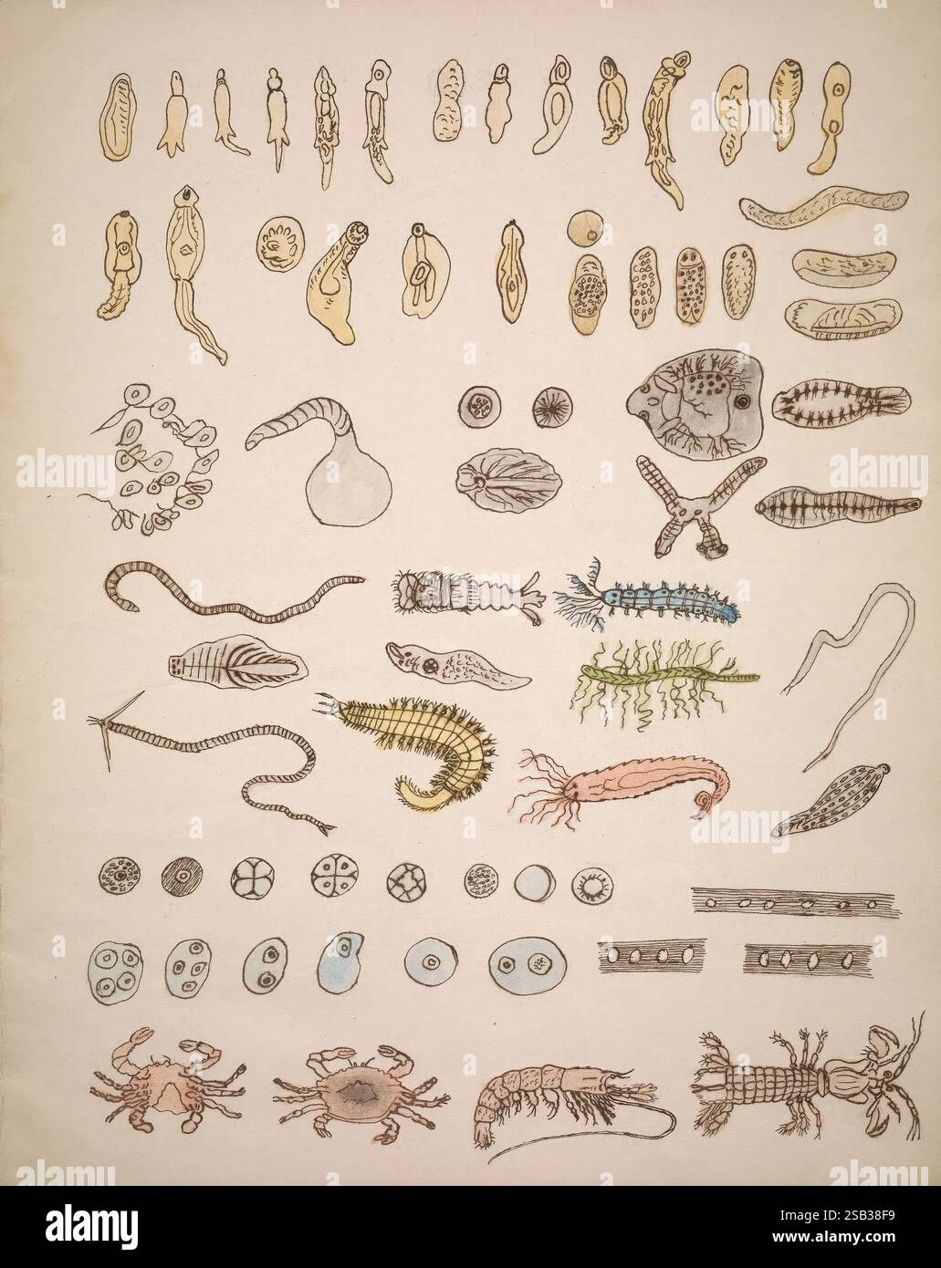 Lower section features recognizable crustacean species hi-res stock ...