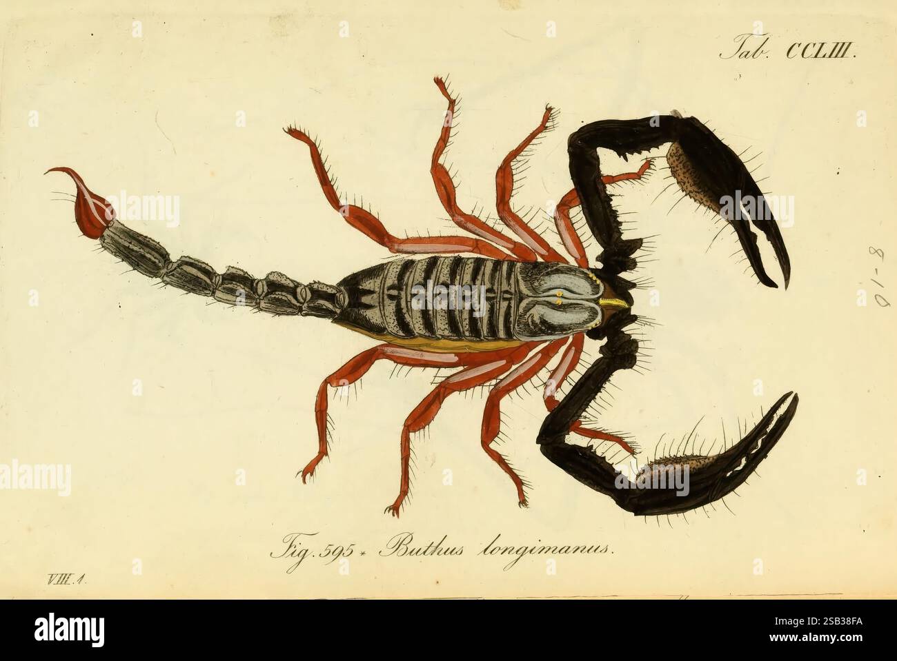 Exoskeletons texture hi-res stock photography and images - Alamy